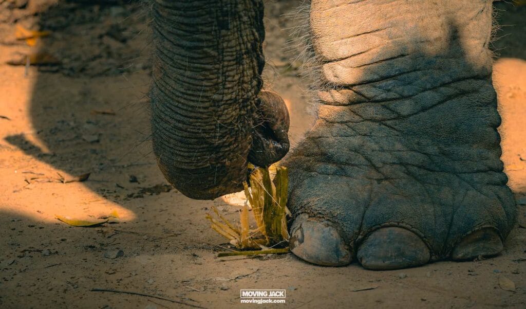 Hidden Forest Elephant Sanctuary Phuket Review: Walking With Giants